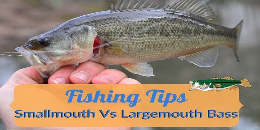 Smallmouth VS Largemouth: Key Differences Explained