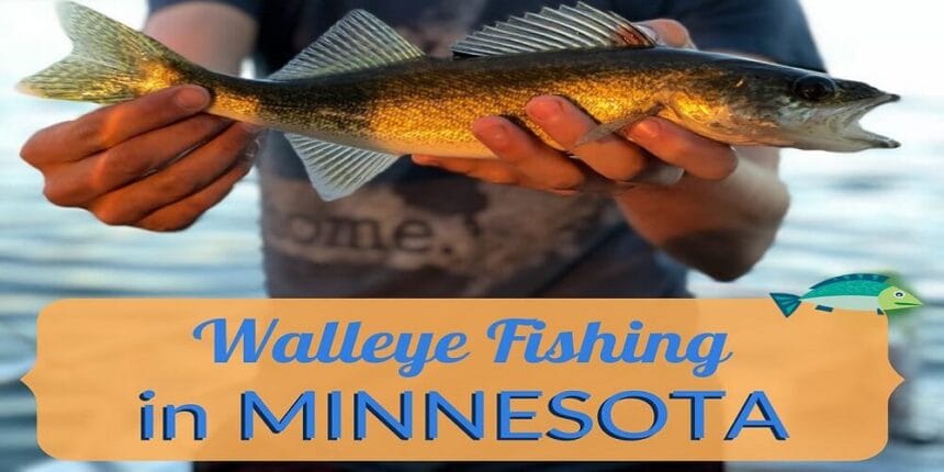 Walleye Fishing in Minnesota - Gomexus